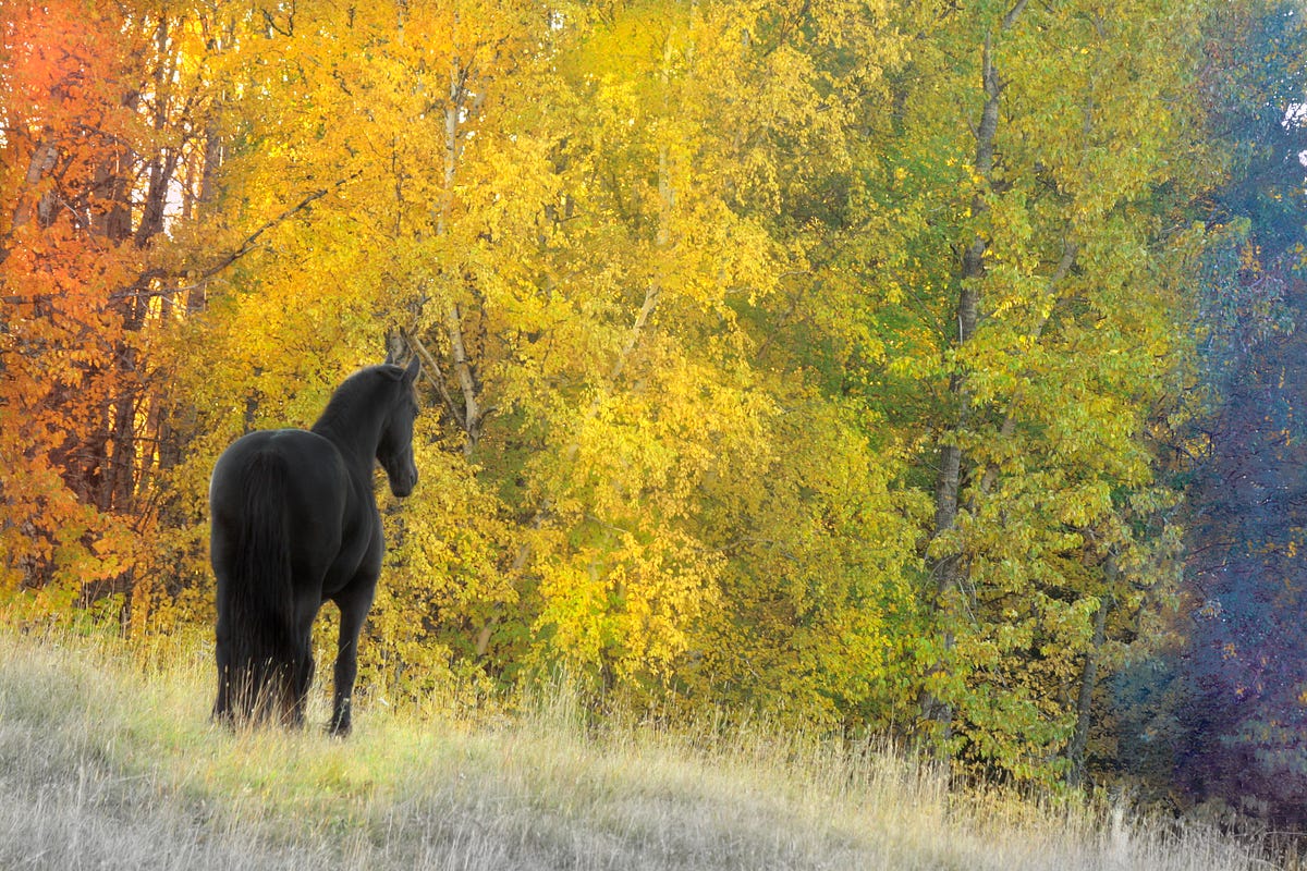 5 Books To Read To Deepen Your Understanding Of Equine Therapy | by ...