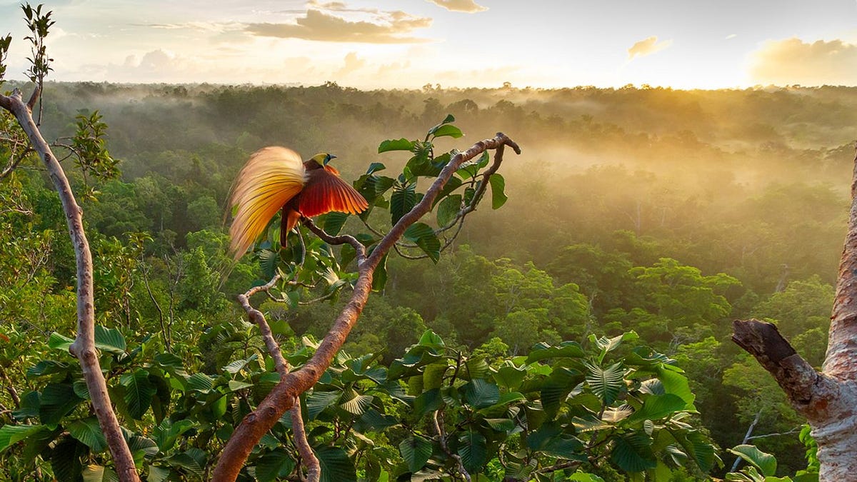 “The Greater Bird of Paradise: A Master of Disguise and Intricate ...