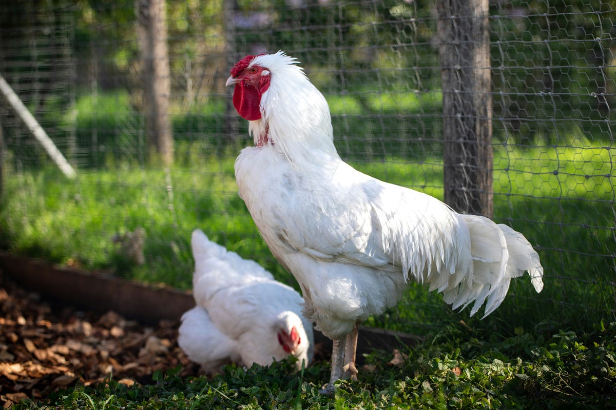 Facts About The Pecking Order. Why do we keep certain people in our ...