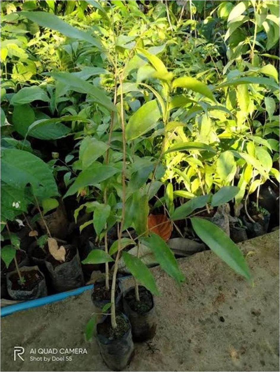 Bibit Kayu Gaharu Bandung Terlaris | by Pusat Bibit | Medium