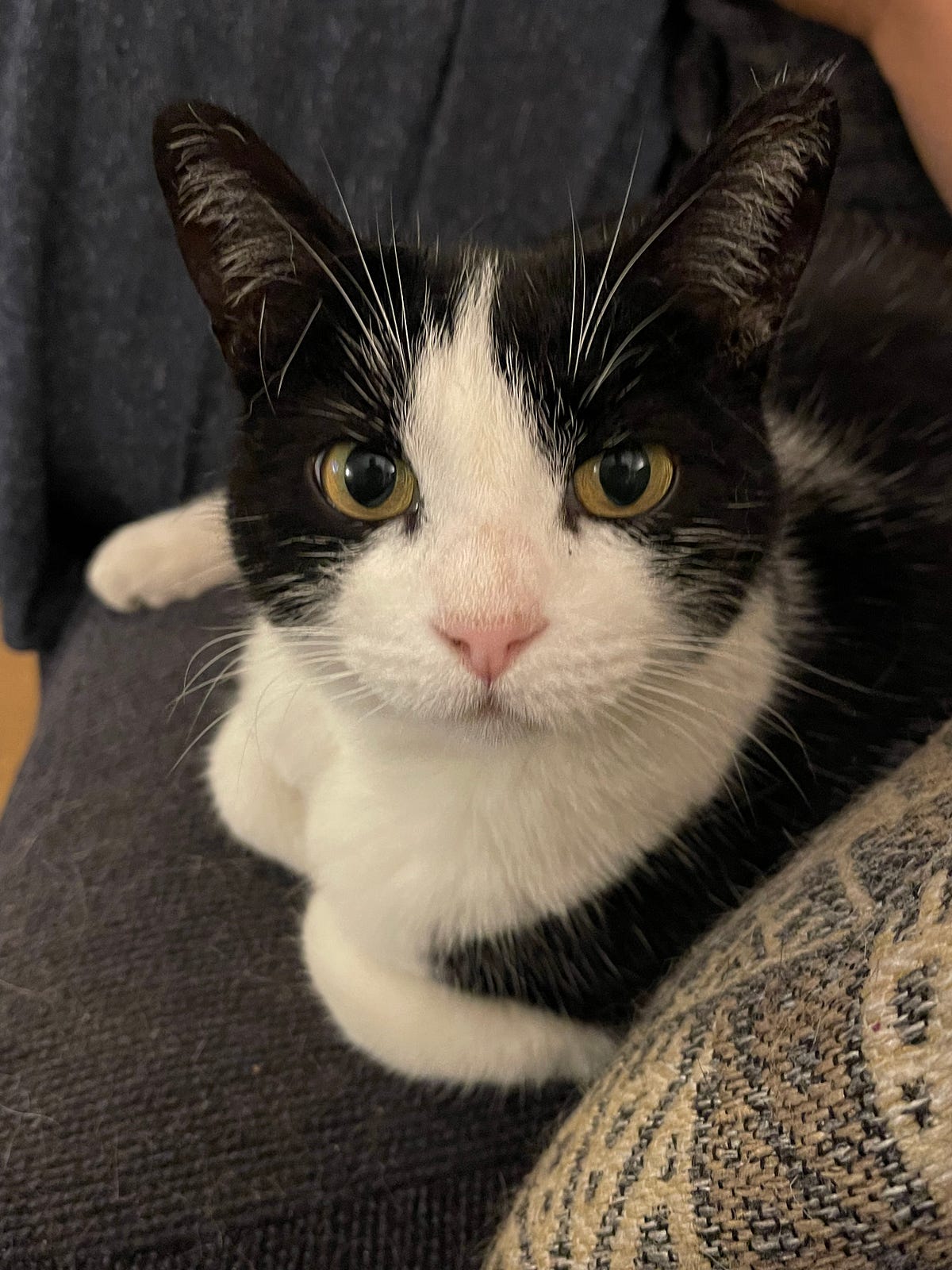 You deserve a cat today - Robert Novak - Medium