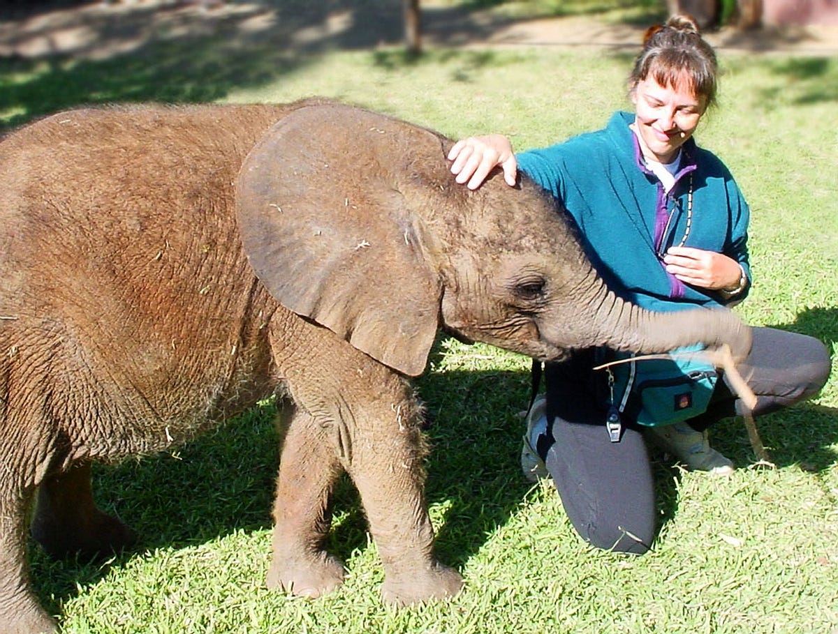 Is It Possible To Have An Elephant As A Pet