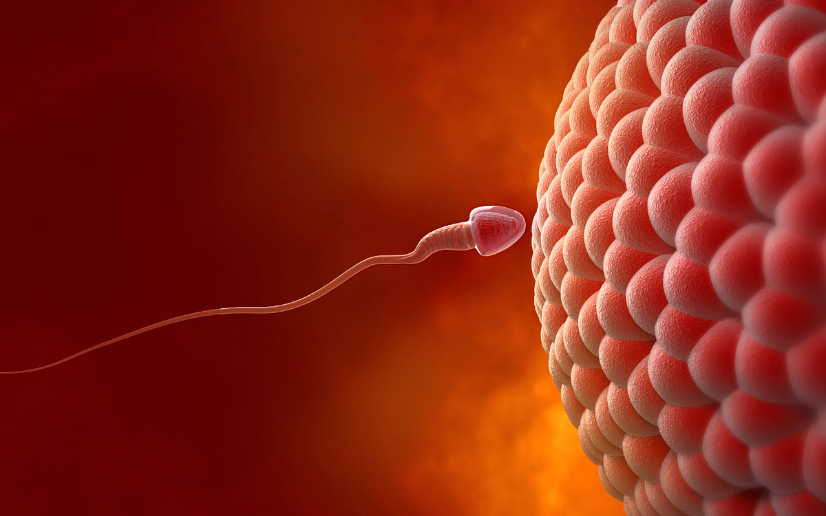 Sex: A Two-Billion-Year Story. How Sexual Reproduction Transformed… | by Dr. Pine | Fossils et ...