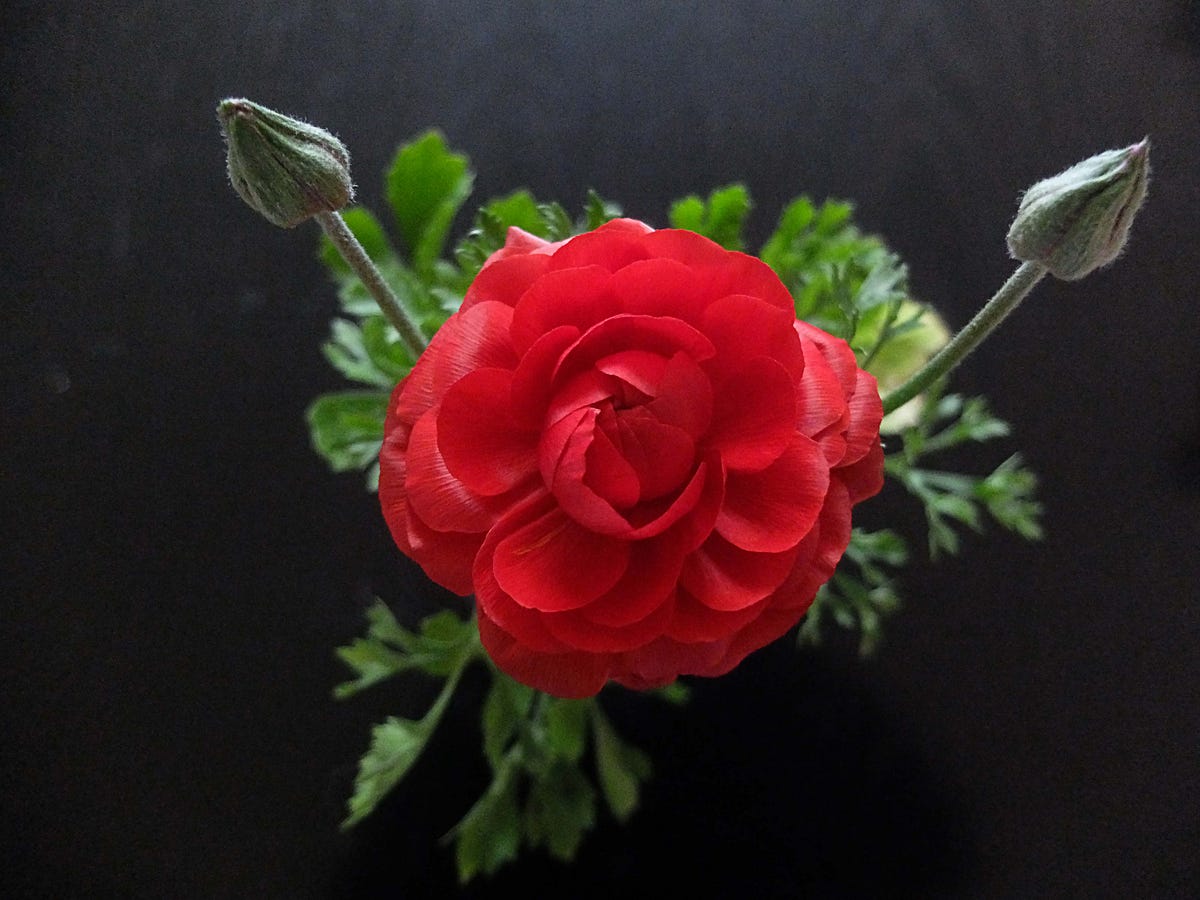 Red Ranunculus - Simply Photos - Medium