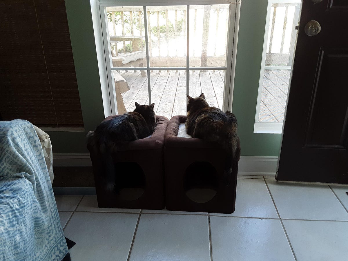 Second Tale (Tail) of Two Cats. Back to Fancy Pants and Fluffy Butt. Or ...