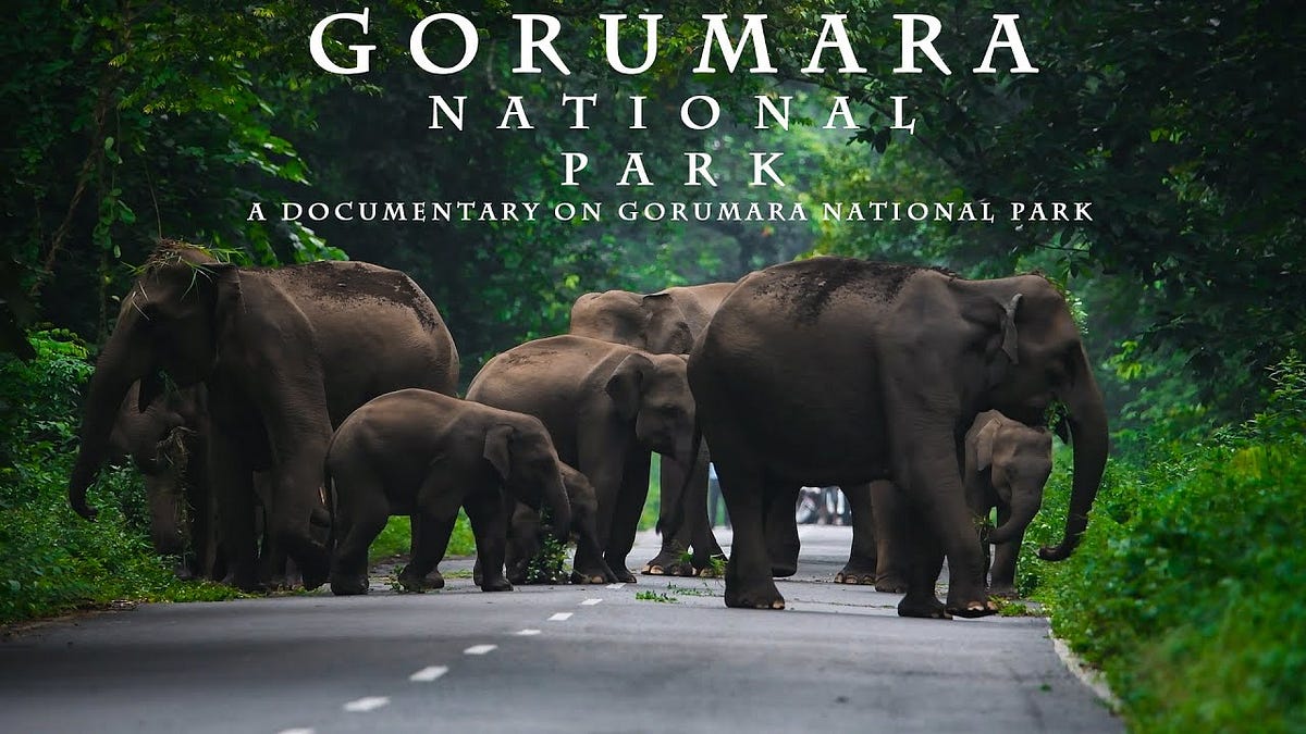 A Couple of Day’s Experience at Gorumara National Park | by ...