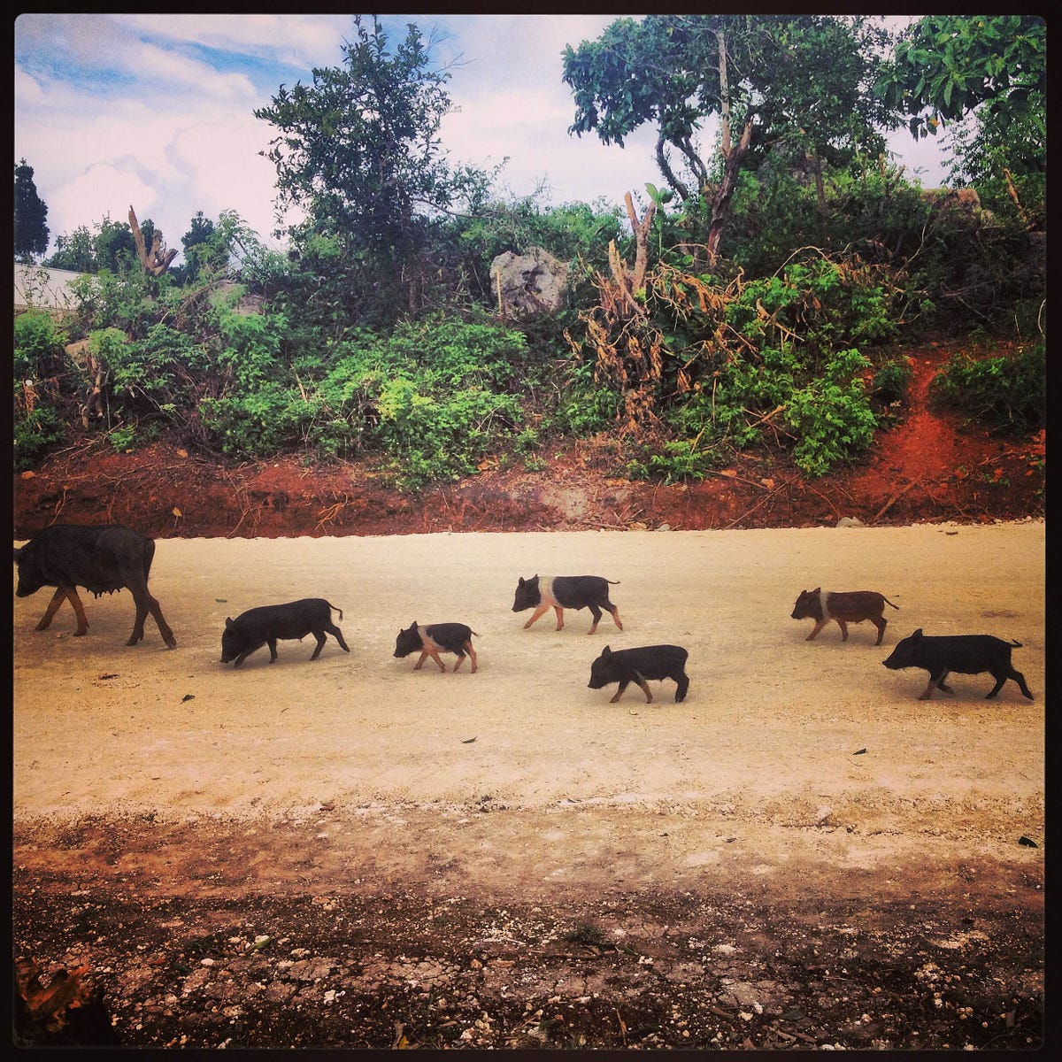 Puakas. Pigs in Tonga | by Katie Kragh | Life in Vava’u | Medium