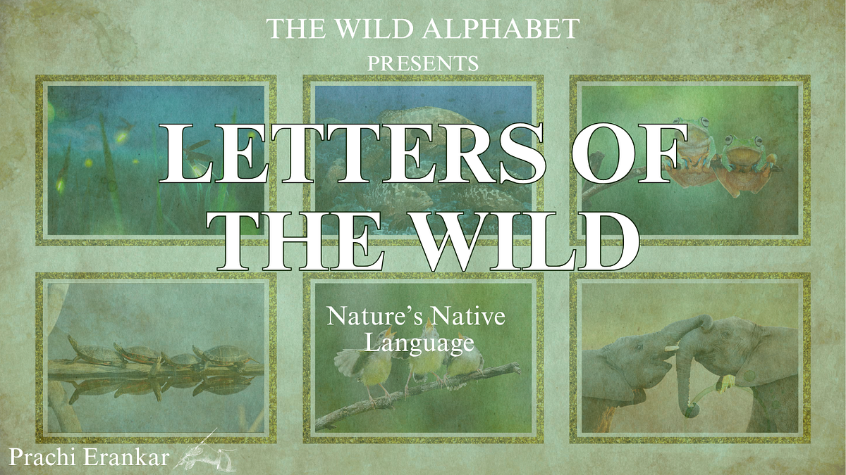 Letters of the Land. A baby smiles at you long before it… | by Prachi Erankar | Medium
