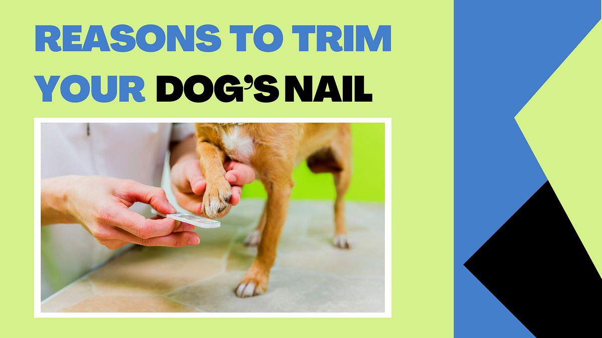 Why Should You Trim Your Dog’s Nail? | by Bark in Style | Medium