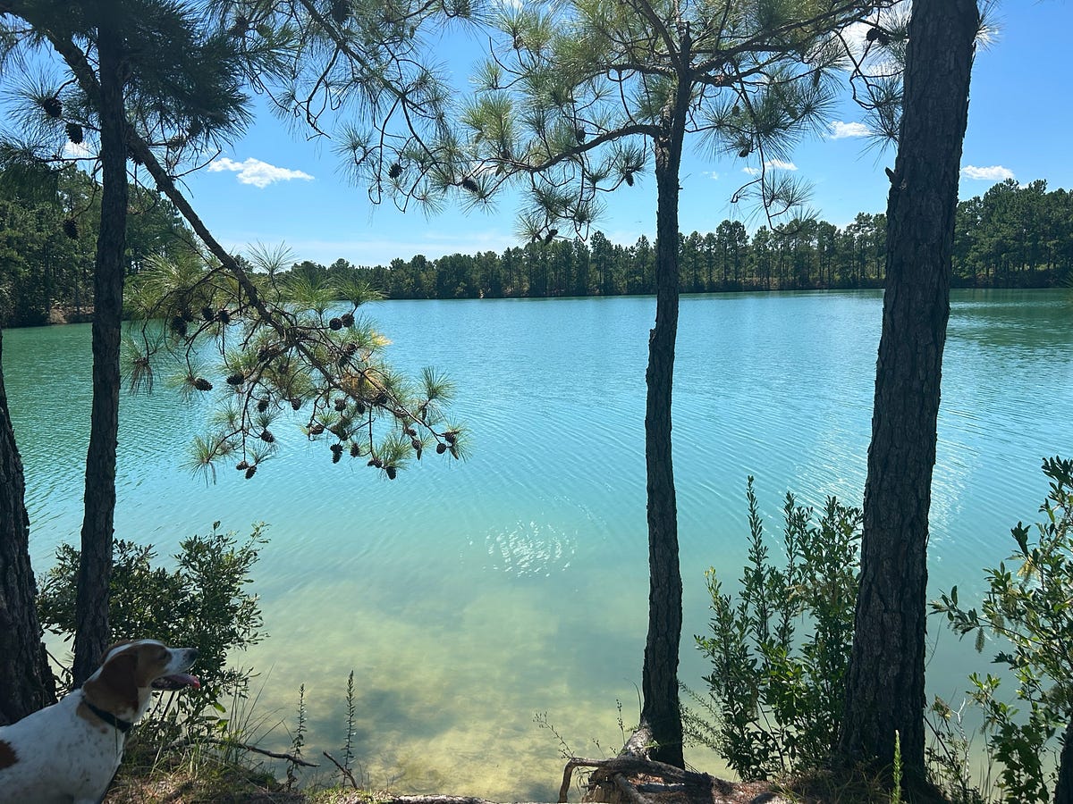 Freedom is Blue. An ode to the water | by ℝ𝕖𝕕 .𖥔 ݁ ˖.𝕊𝕖𝕧𝕚𝕟 | Catharsis Chronicles | Sep, 2025 ...