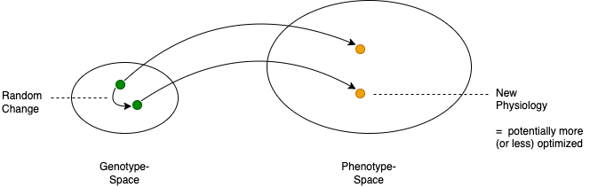 Growing Brains: Neuroevolution. Imitating natural evolution and… | by ...