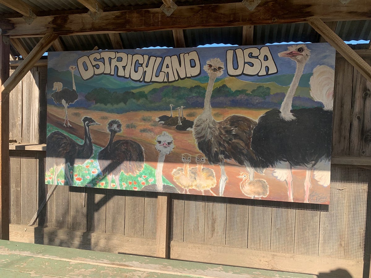 Stride and Seek: An Afternoon with Feathered Giants | by Eleni ...