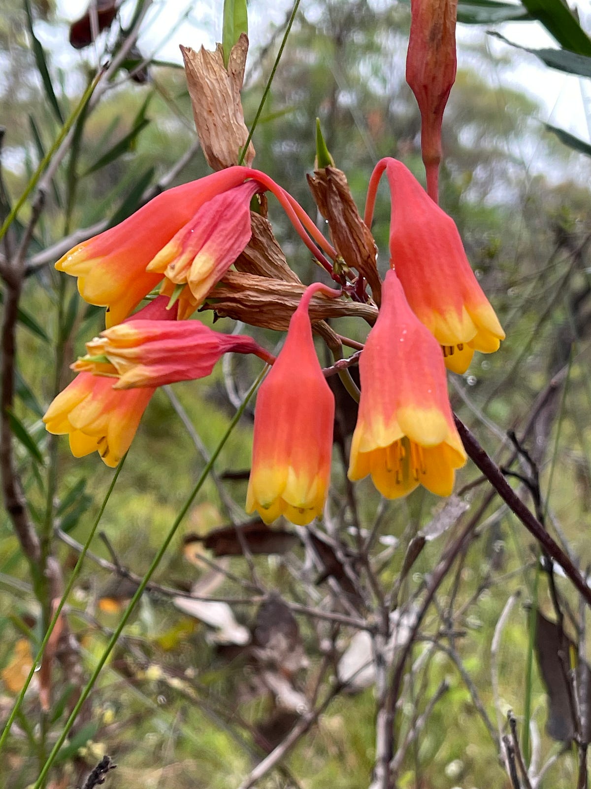 Christmas Bells and Silky Flowers. | by Dr John Frederick Rose ...