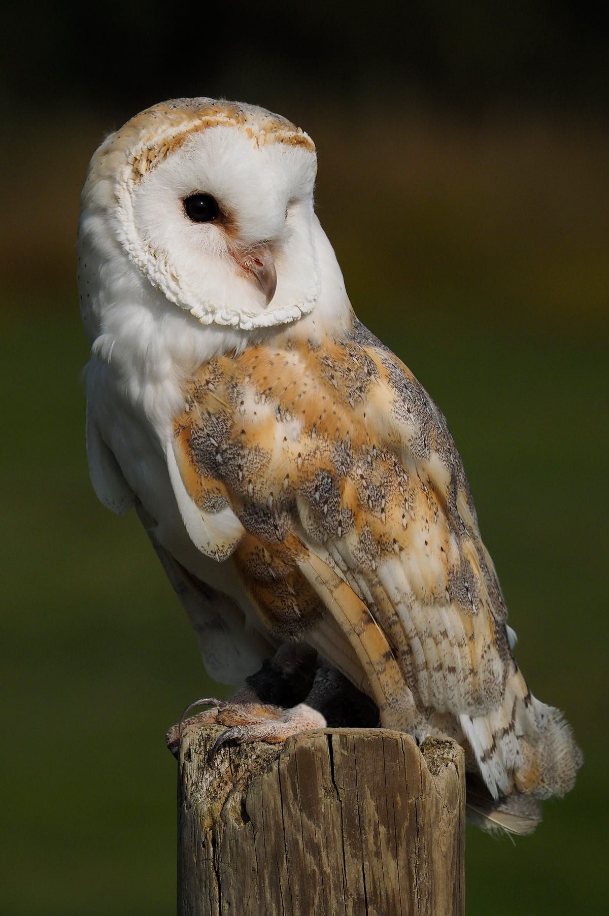 Barn Owl Classic Pose - SNAPSHOTS - Medium