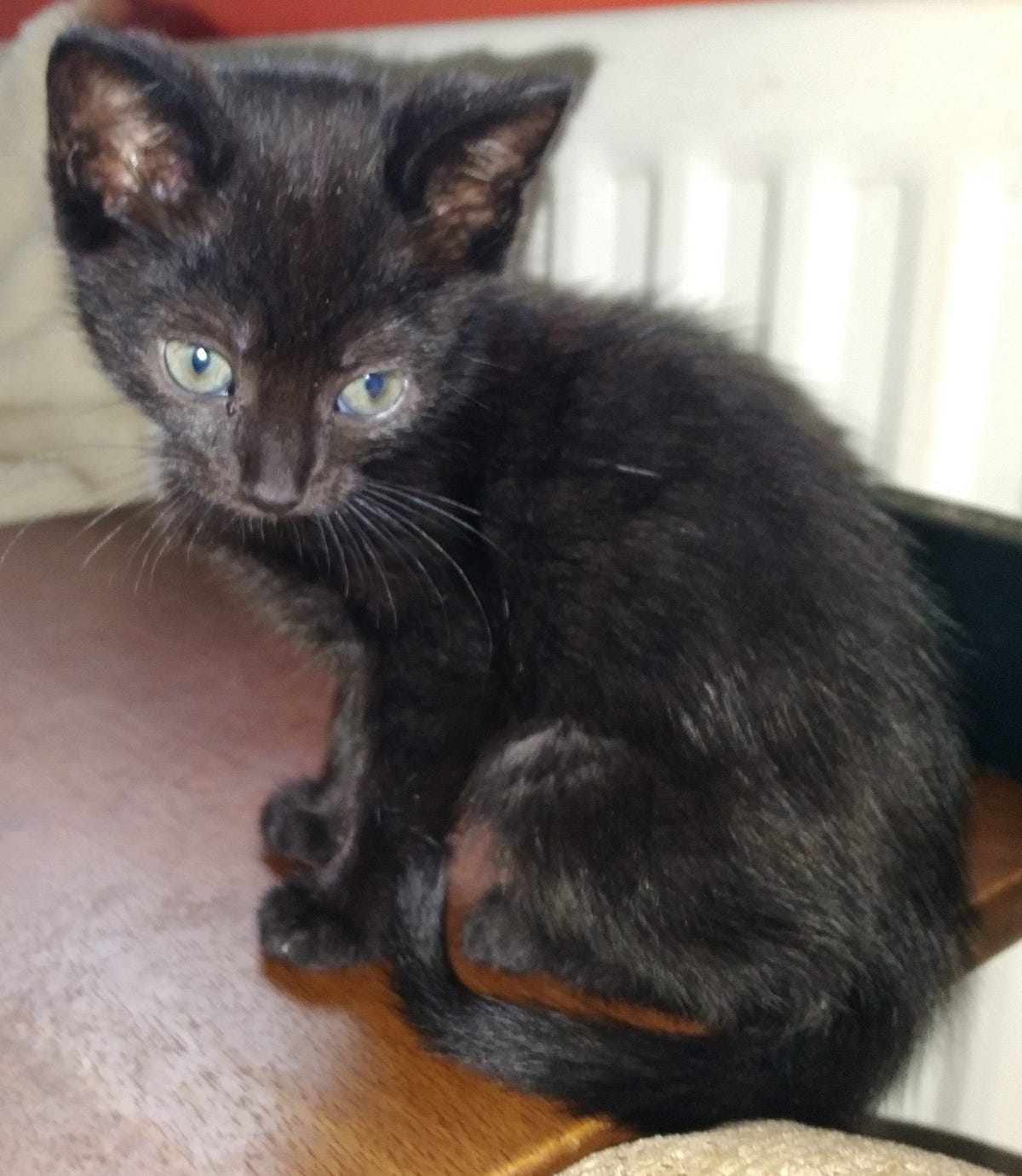 Yowl Meow — The Confused Kitten! - The Daily Cuppa - Medium