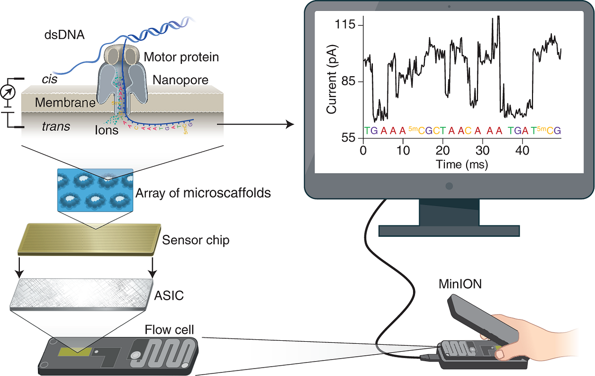 Processando dados de um sequenciador portátil de DNA (MinION Nanopore ...