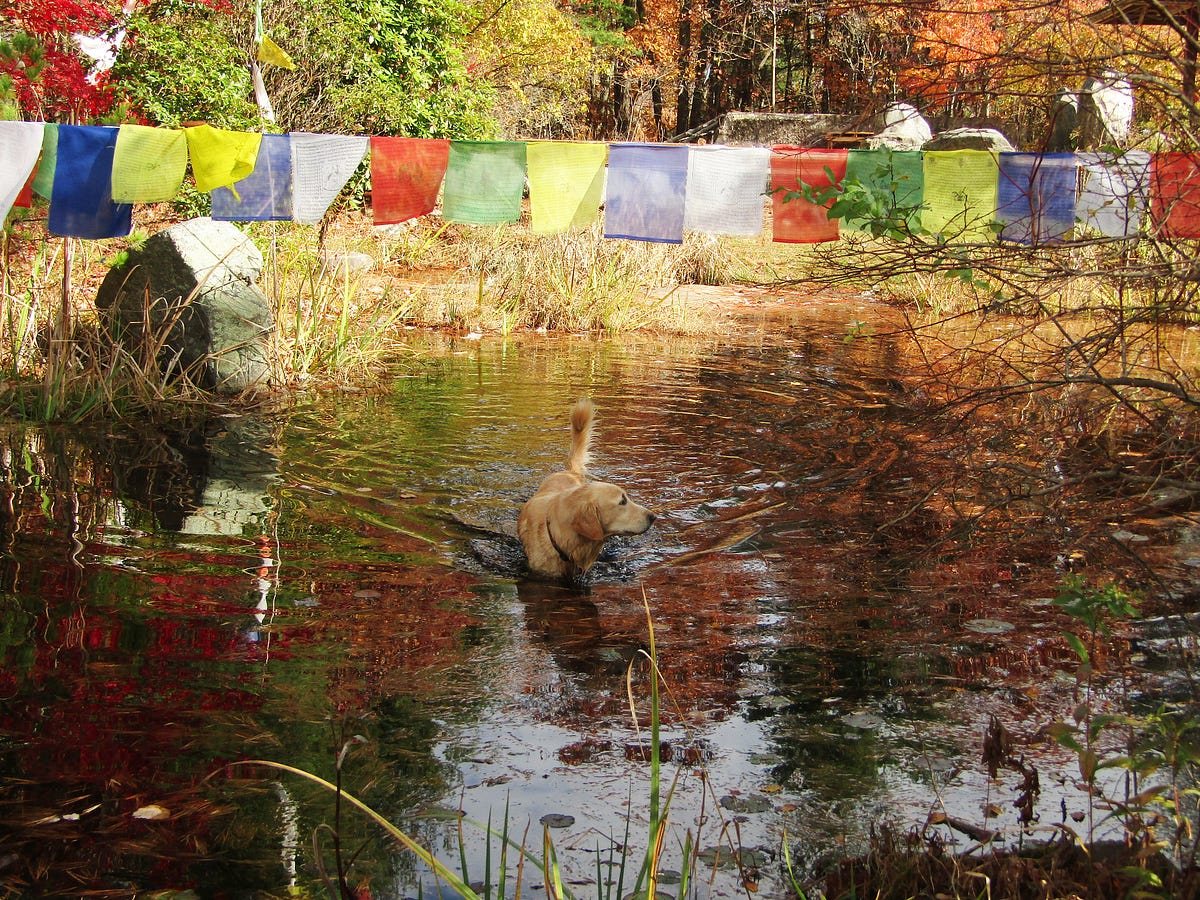 When a Wet Dog Crashes Your Mindfulness Ritual | by Allisonn Church ...