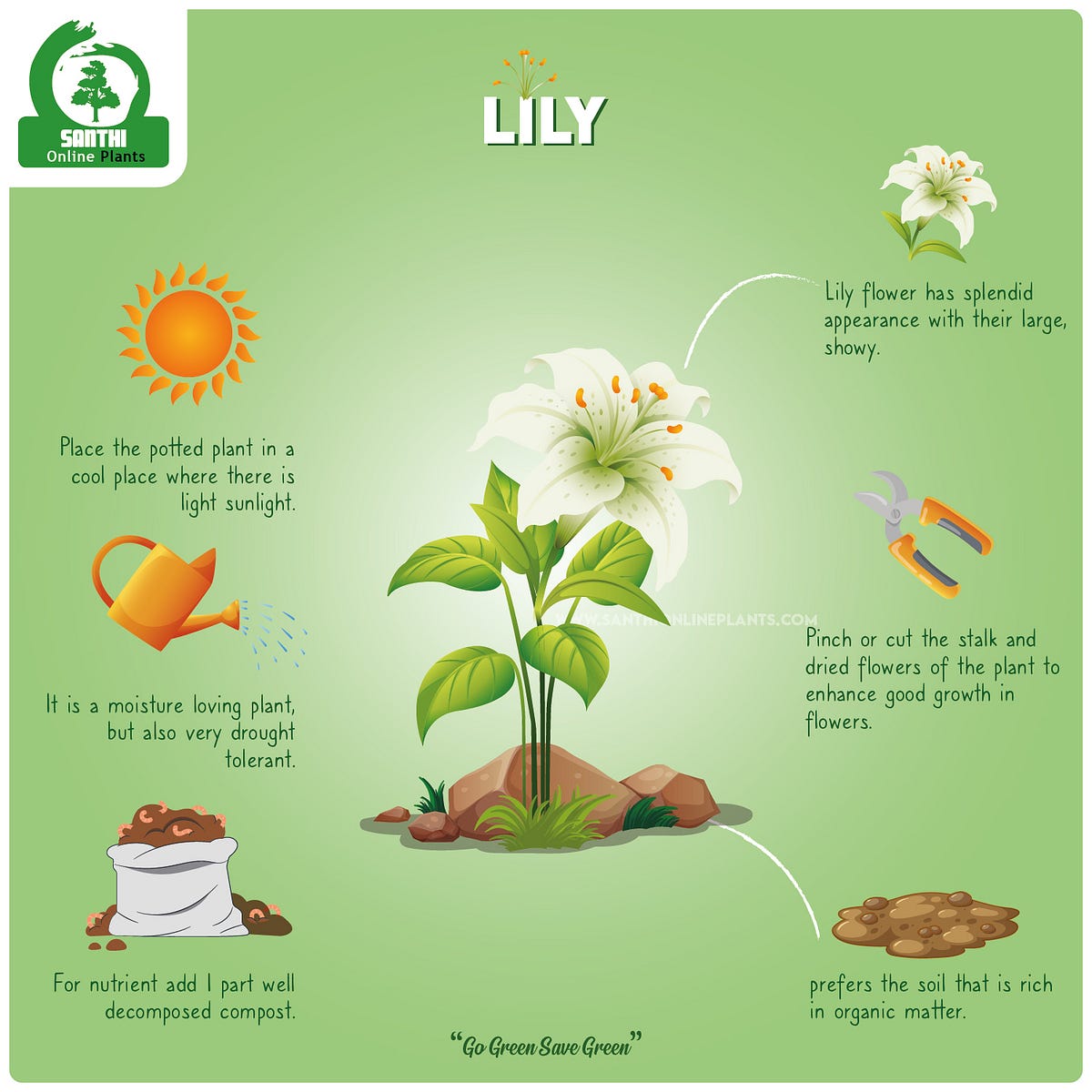 LILY PLANT - nursery plant - Medium