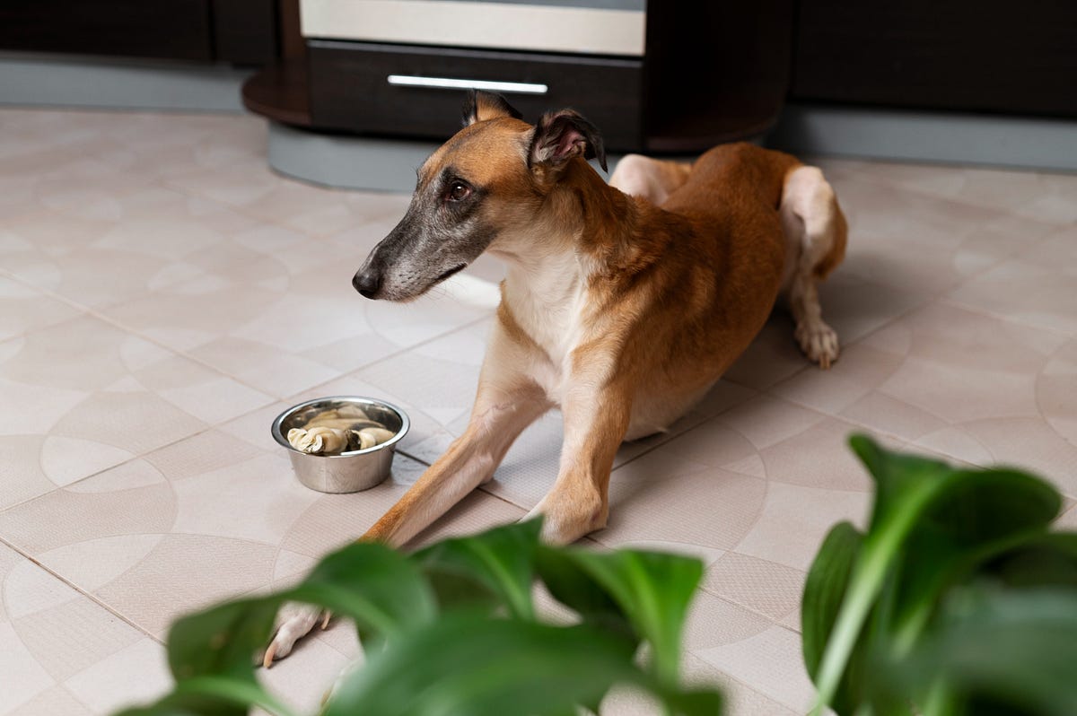 Best Vegetables to Keep Your Dog Healthy | by Lisa Tevis | Aug, 2023 ...