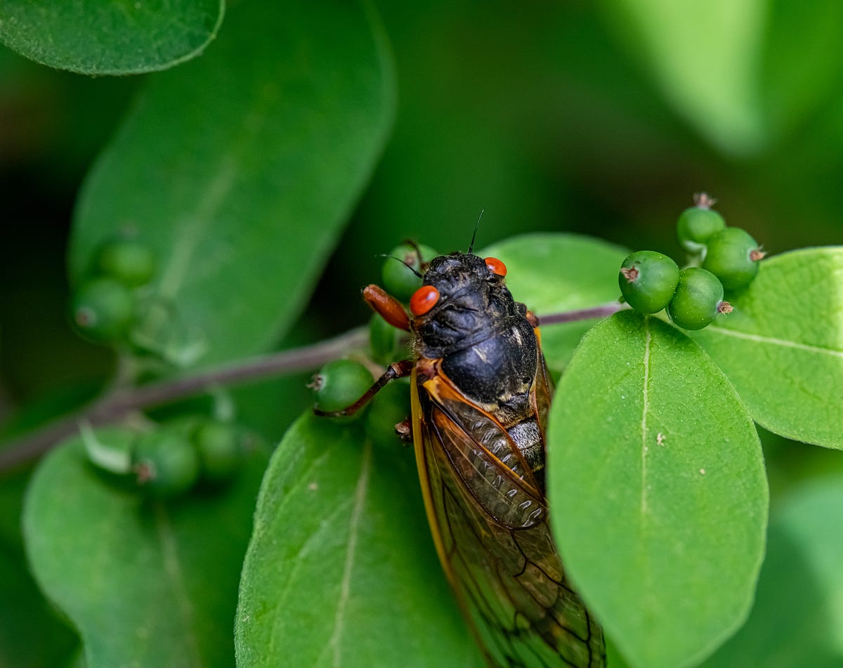 Cicadas, Snakes, and Rats, Oh My! | by Heather Jauquet | Medium