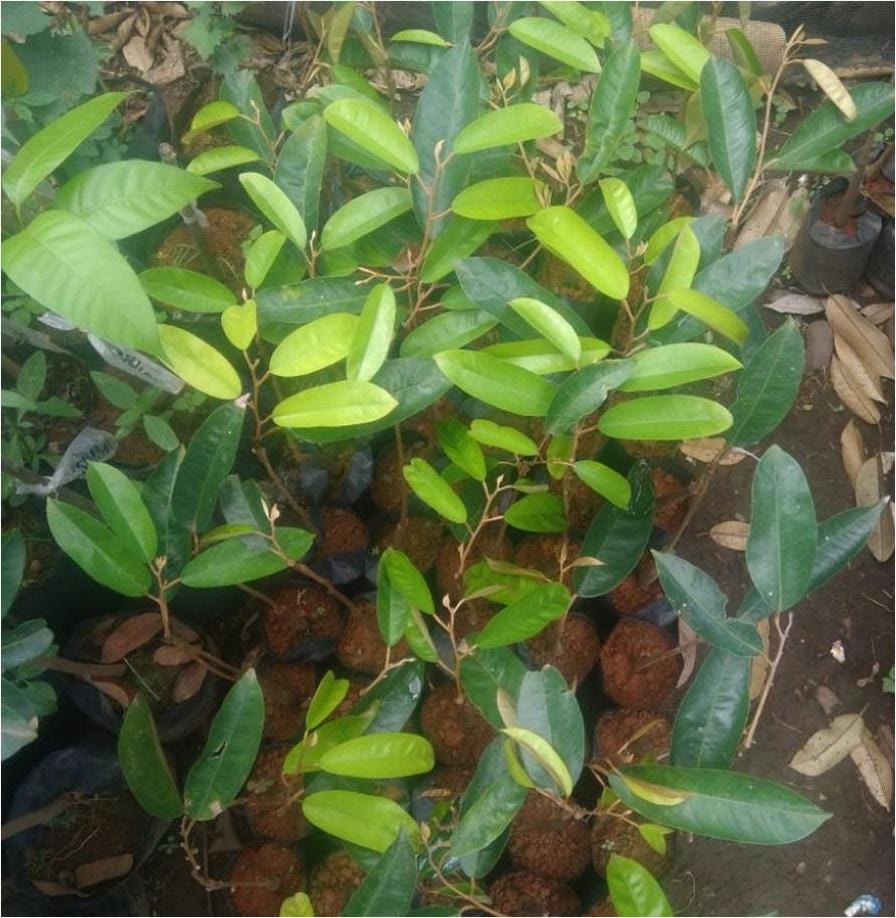 Bibit Durian Super Tembaga Berkualitas 40 Cm Kudus | by Pusat Bibit | Medium