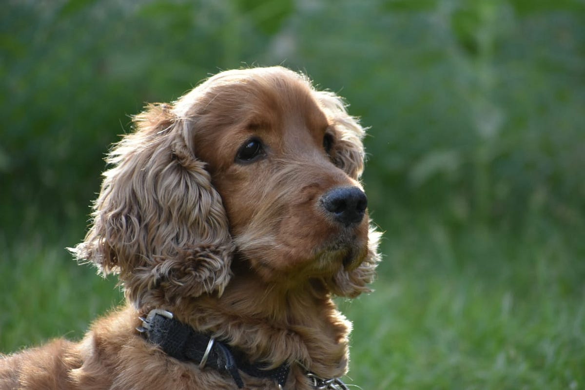 What is the importance of the dog kannel? Know here | by Happy Pettings ...