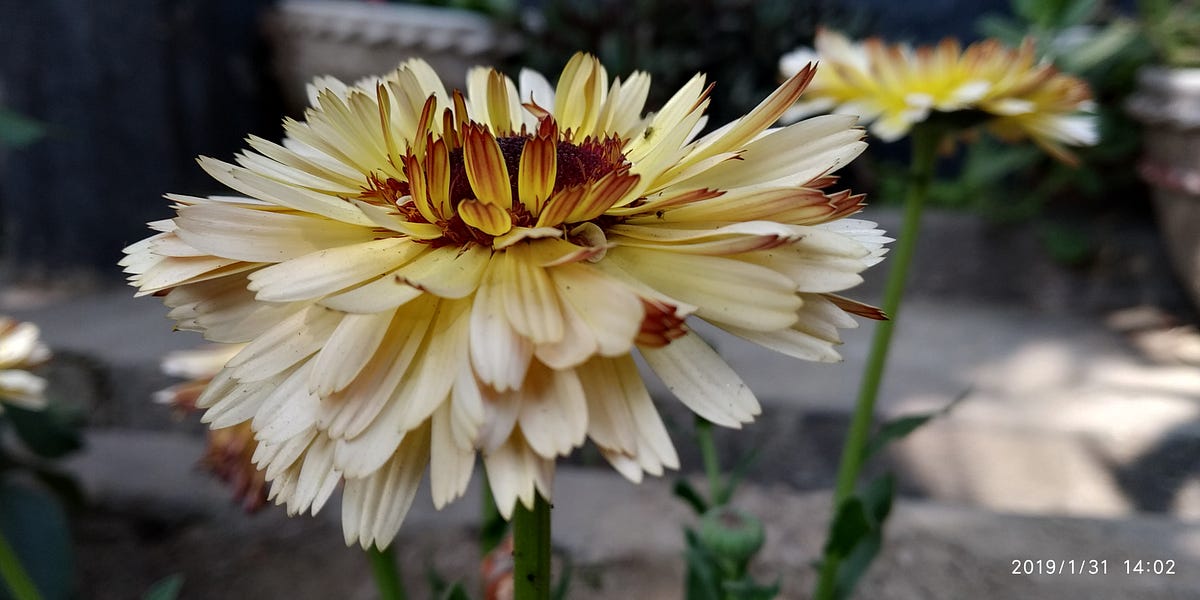 Tips for Mobile Photography. Want to learn how to take great… | by Shobuj Shobuj | Medium