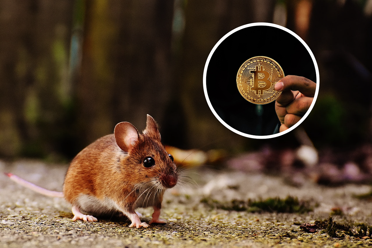 BitMouseDAO: How A DAO Is Modifying Mouse DNA To Store Bitcoin | by ...