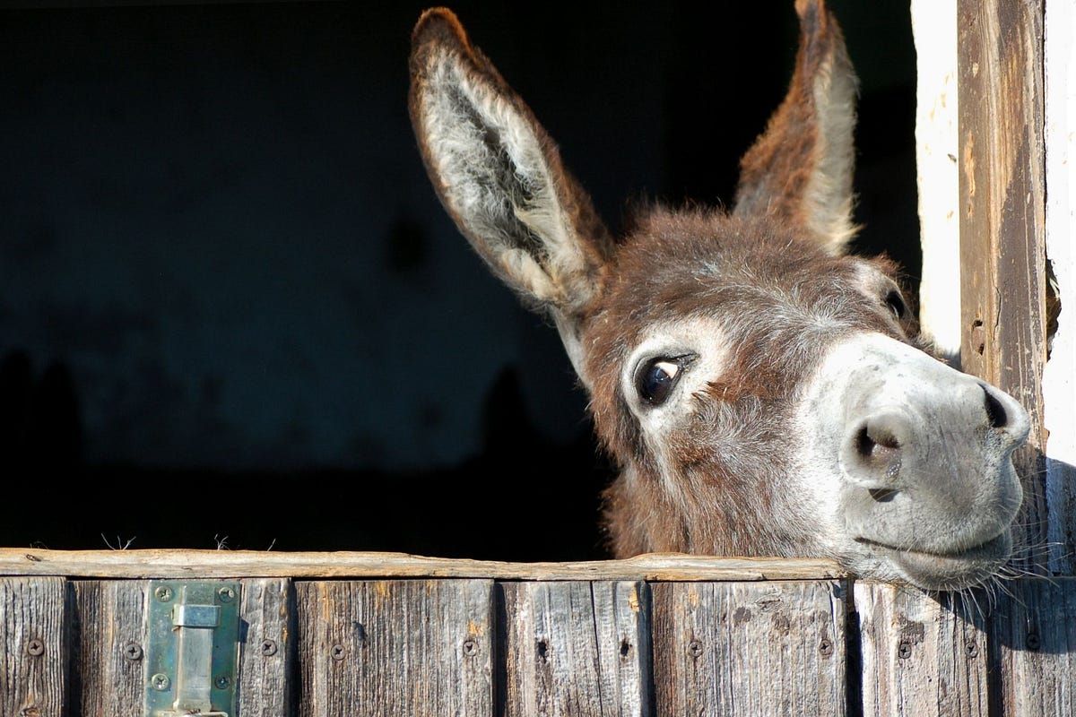 ChatGPT May Partner on “Bored Donkeys” NFT Project | by Falcon Tuxedo ...