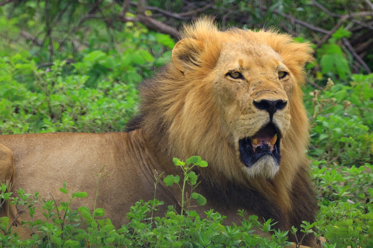 The Lion Scare. And why we still didn’t see the falls | by Anne Bonfert ...