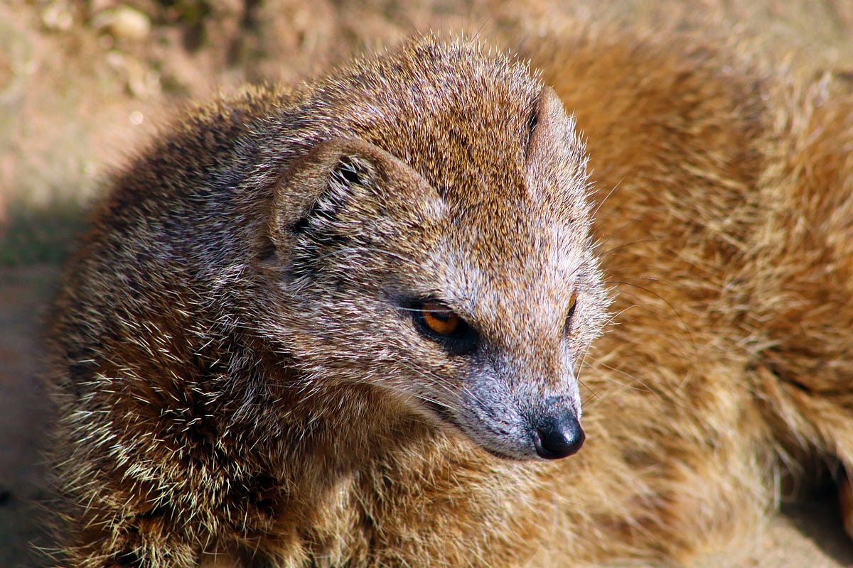 The Mongoose and the Snake. Whenever the mongoose and the snake… | by ...