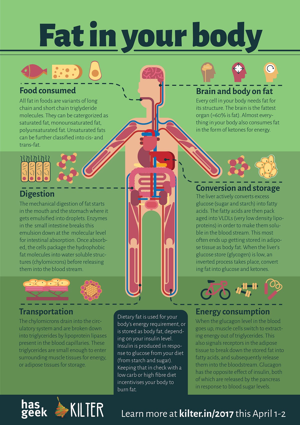 Fat in your body. What’s the connection between fat in… | by Kiran ...