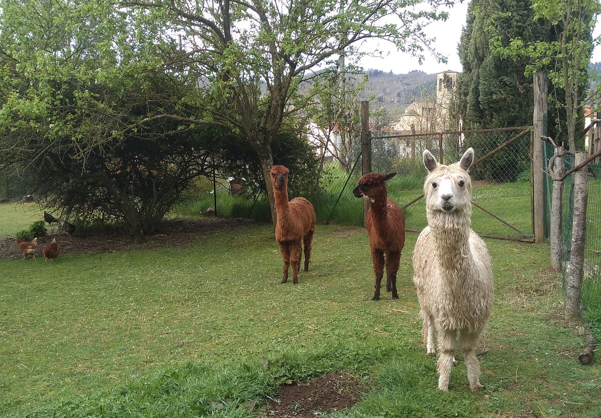 5 Life Lessons from Alpacas. Nature’s answer to Marcus Aurelius? You ...