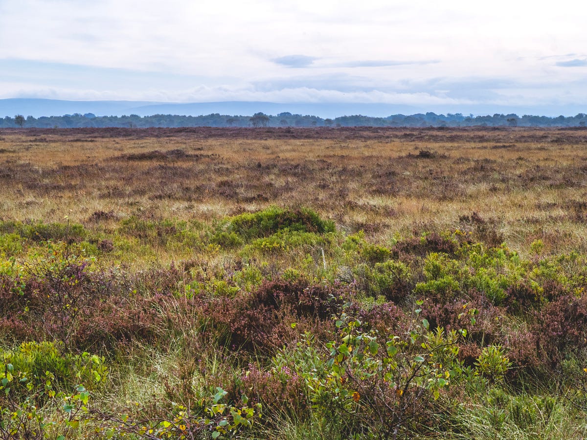 A Damp Morning in Glasson Moss. Exploring the features and vegetation ...
