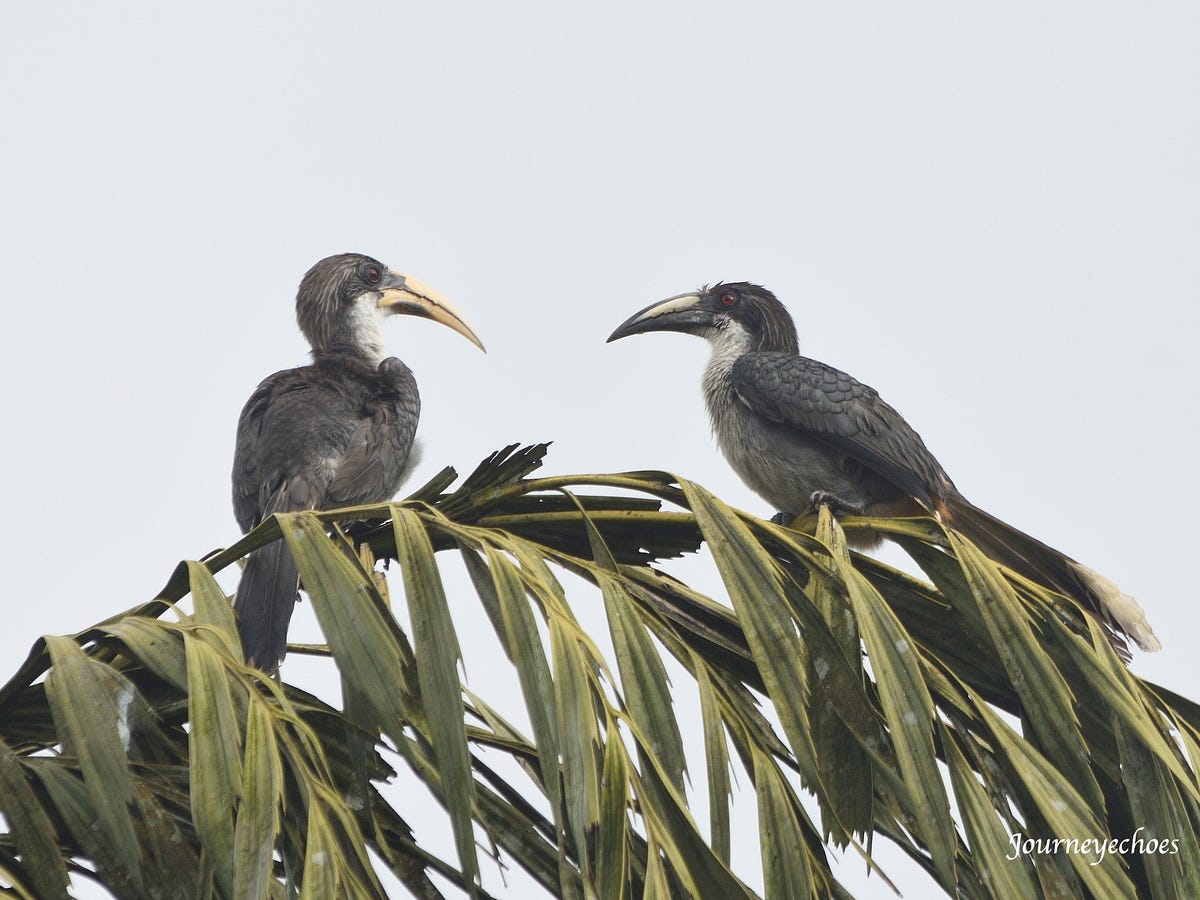 Bird Watching for the First Time in Sinharaja Rain Forest | by ...
