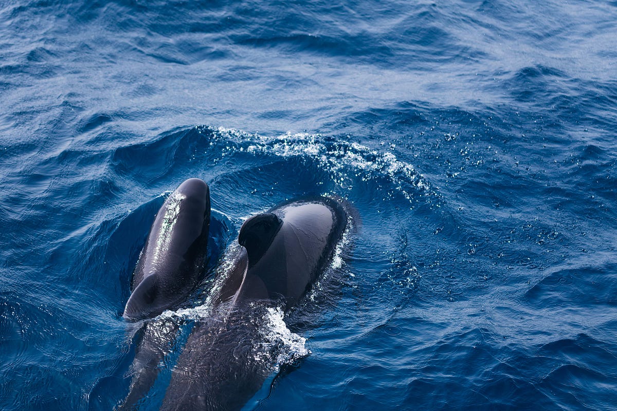 conservacion de ballArte y Ciencia: Uniendo Fuerzas por las Ballenas ...