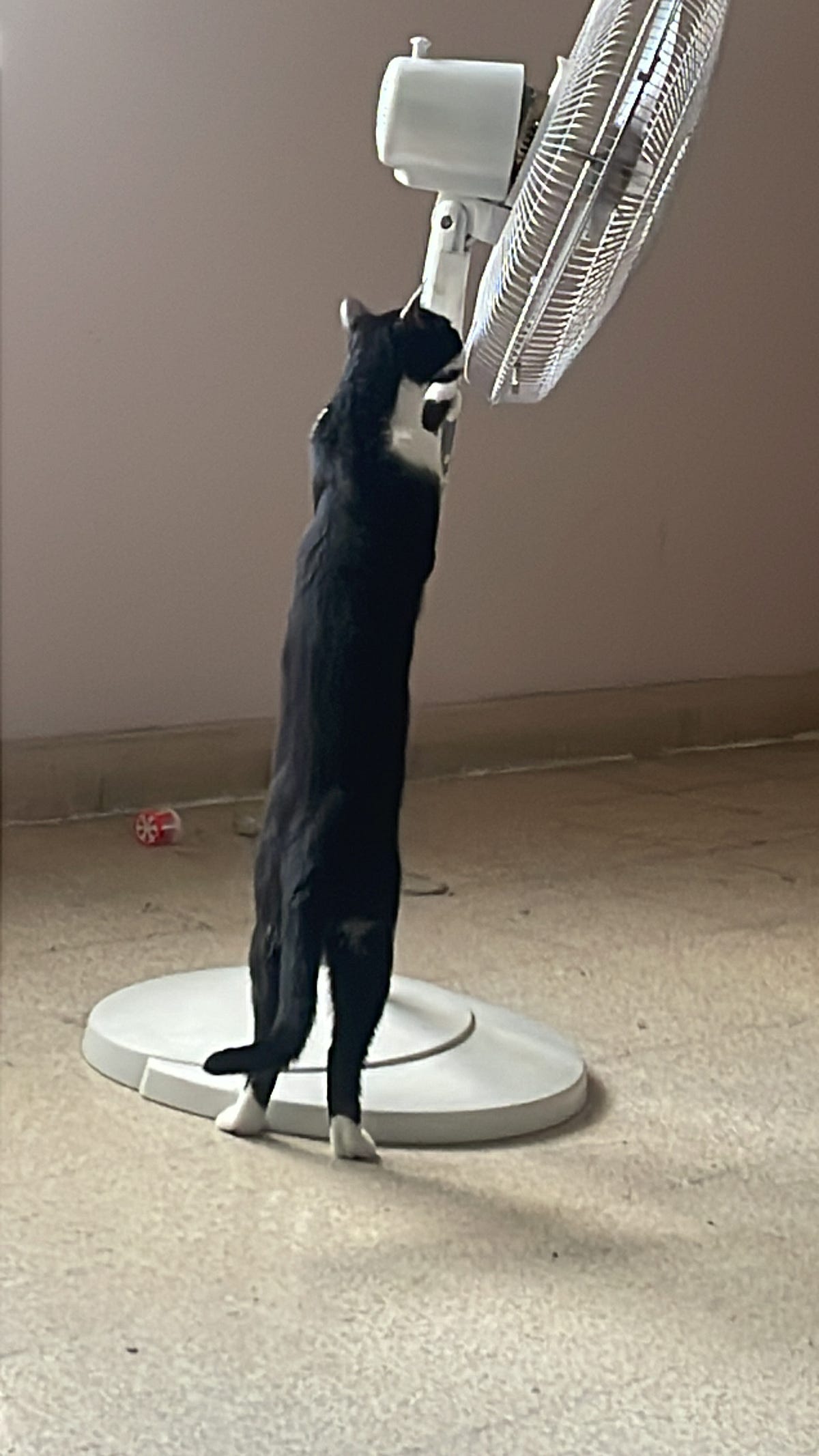 Why are Cute Pets so Sassy?. That’s right, a literal article about ...