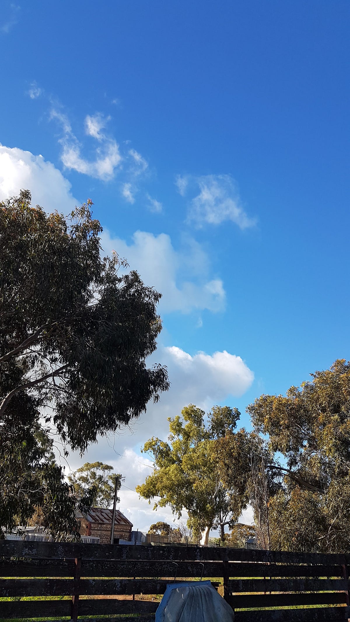 Looking to Nature. “Beautiful things are important, to… | by Carolyn ...