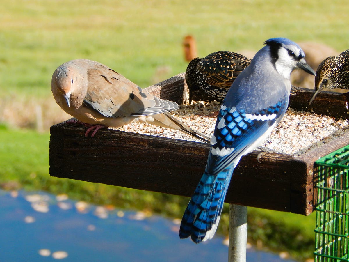 Do You Enjoy Bird Watching? Give Project FeederWatch a Try | by Dan ...