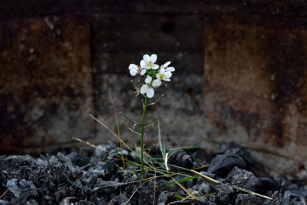 Interpretive Paradox (9A). Kevin B. Lee’s Explosive Paradox… | by Emily ...