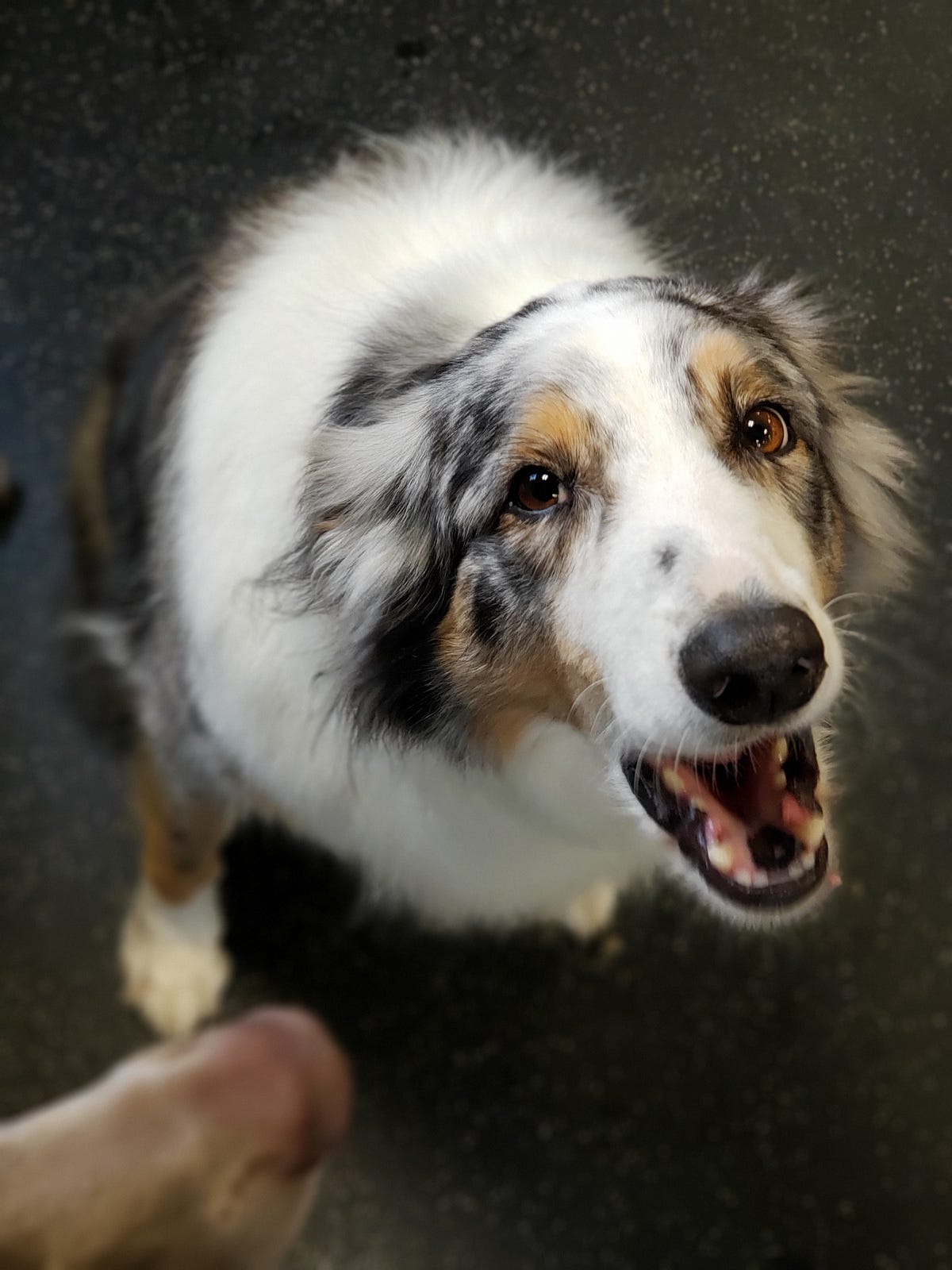 Meet Oz,. He is a sweet Australian shepherd mixed… | by emily chick ...