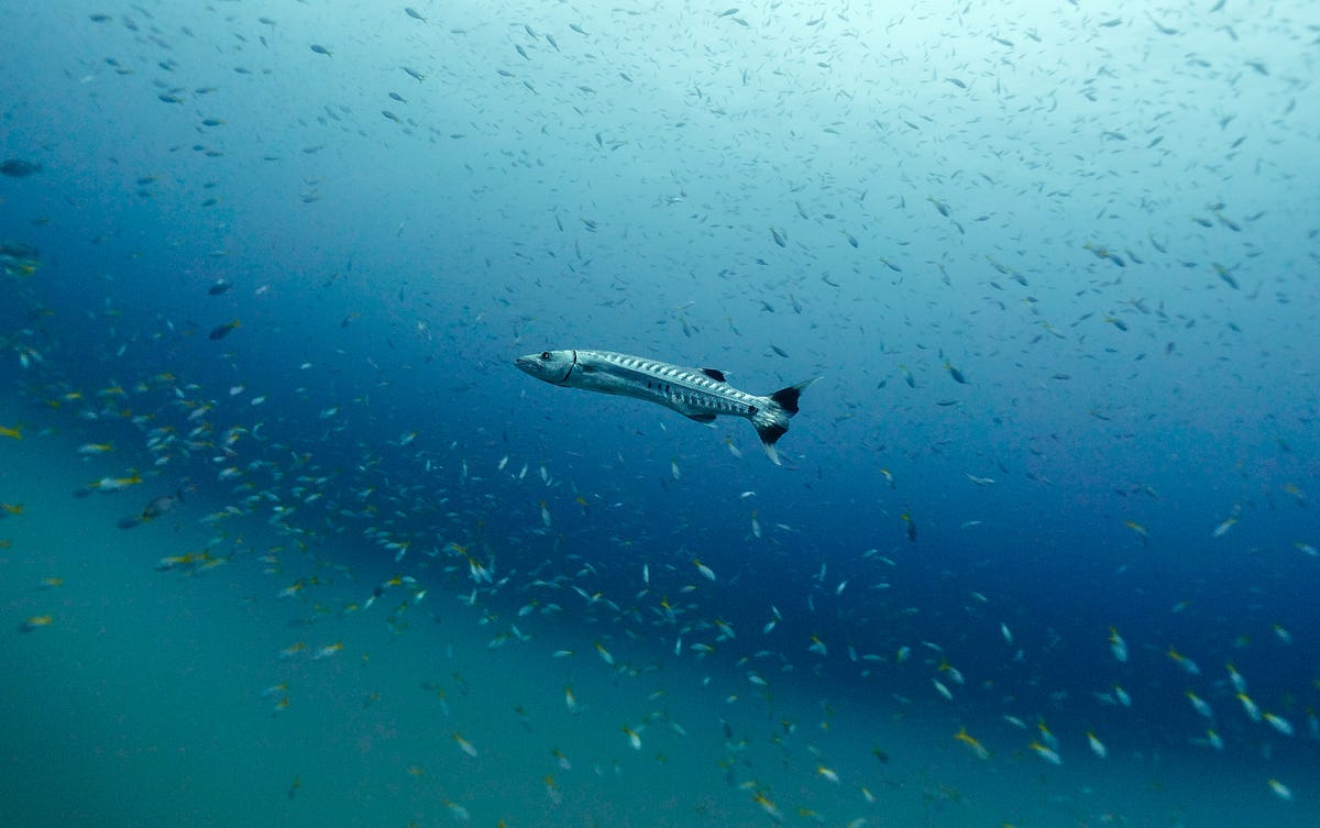 …BOOM. I found myself 30 meters under the… | by Robyn Cornish | Medium