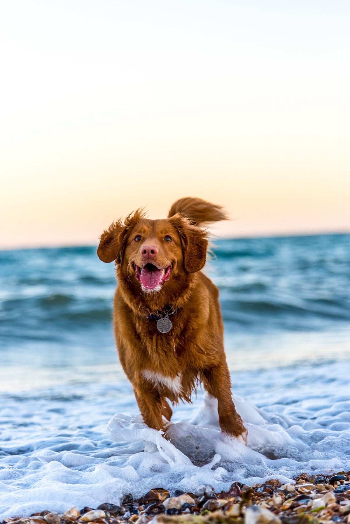 Dog Ownership May Prevent Premature Death | by Brian Fettner | Medium