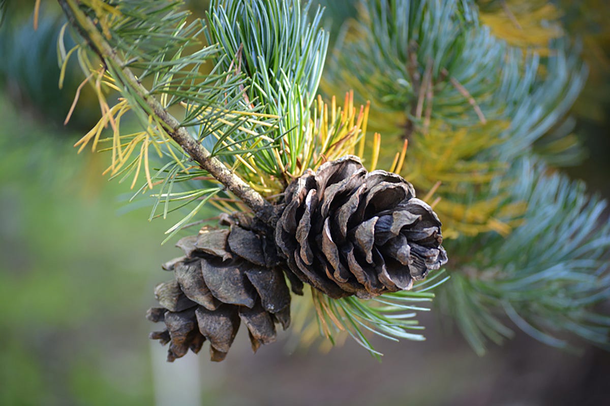 Noticing Nature: My Experiences with Forest Bathing | by Carol ...