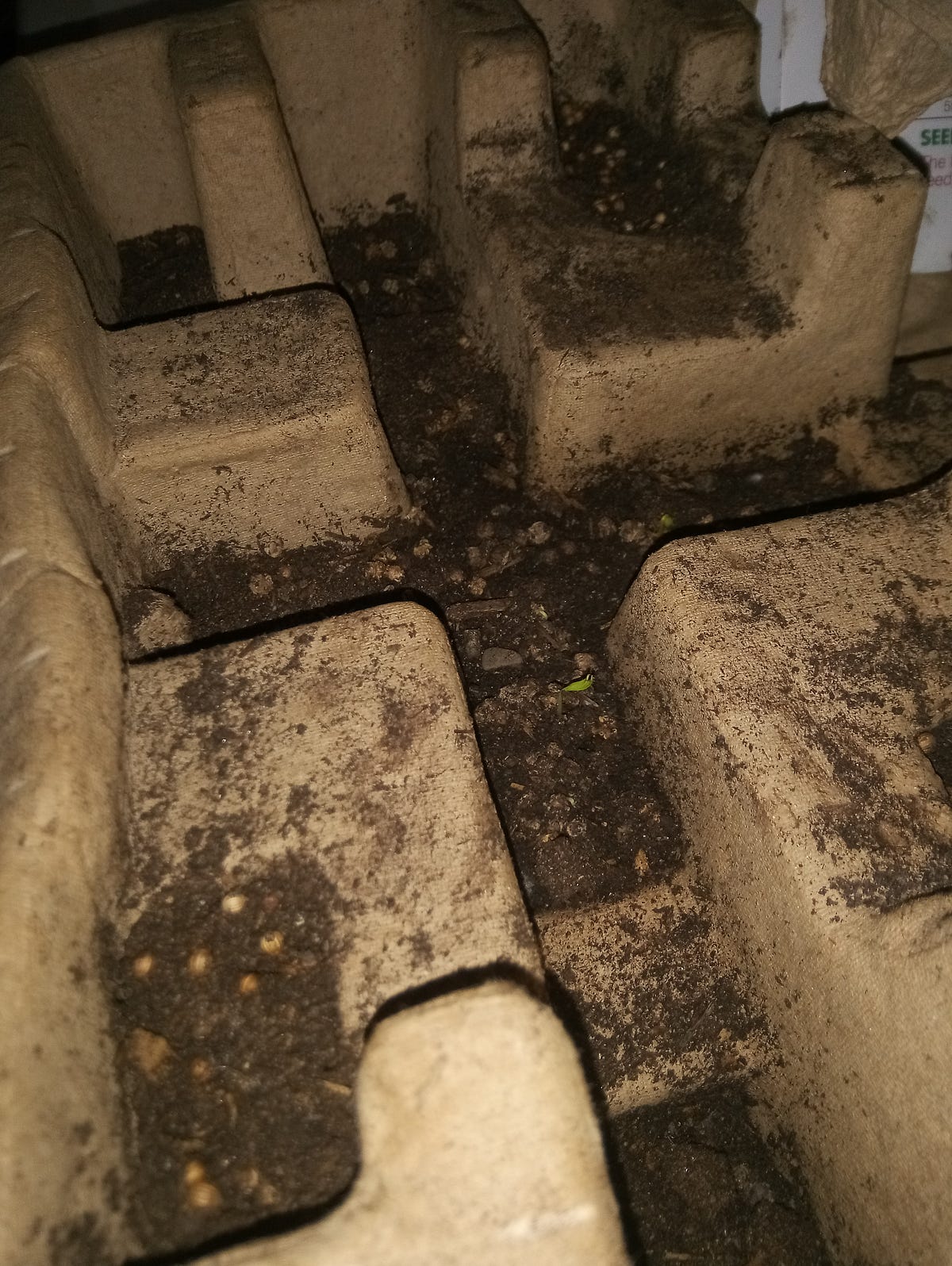 The day has arrived pt 3 The mustard & chard have sprouted! Taken ...
