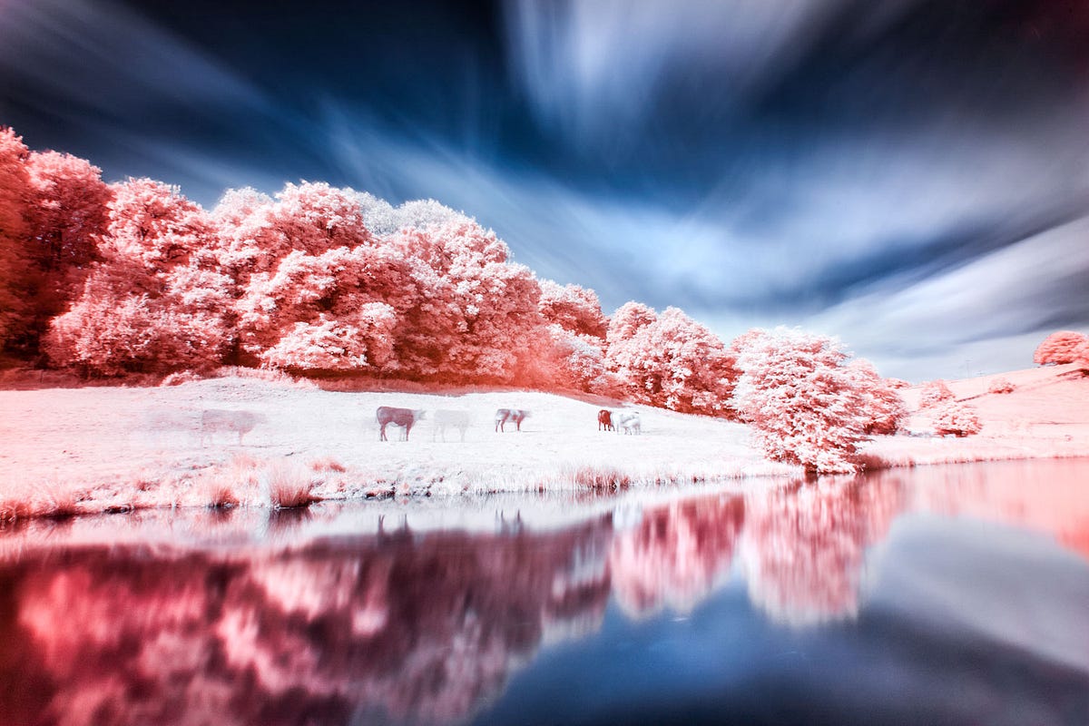 See Things In a Different Light. How to make stunning Infrared… | by ...