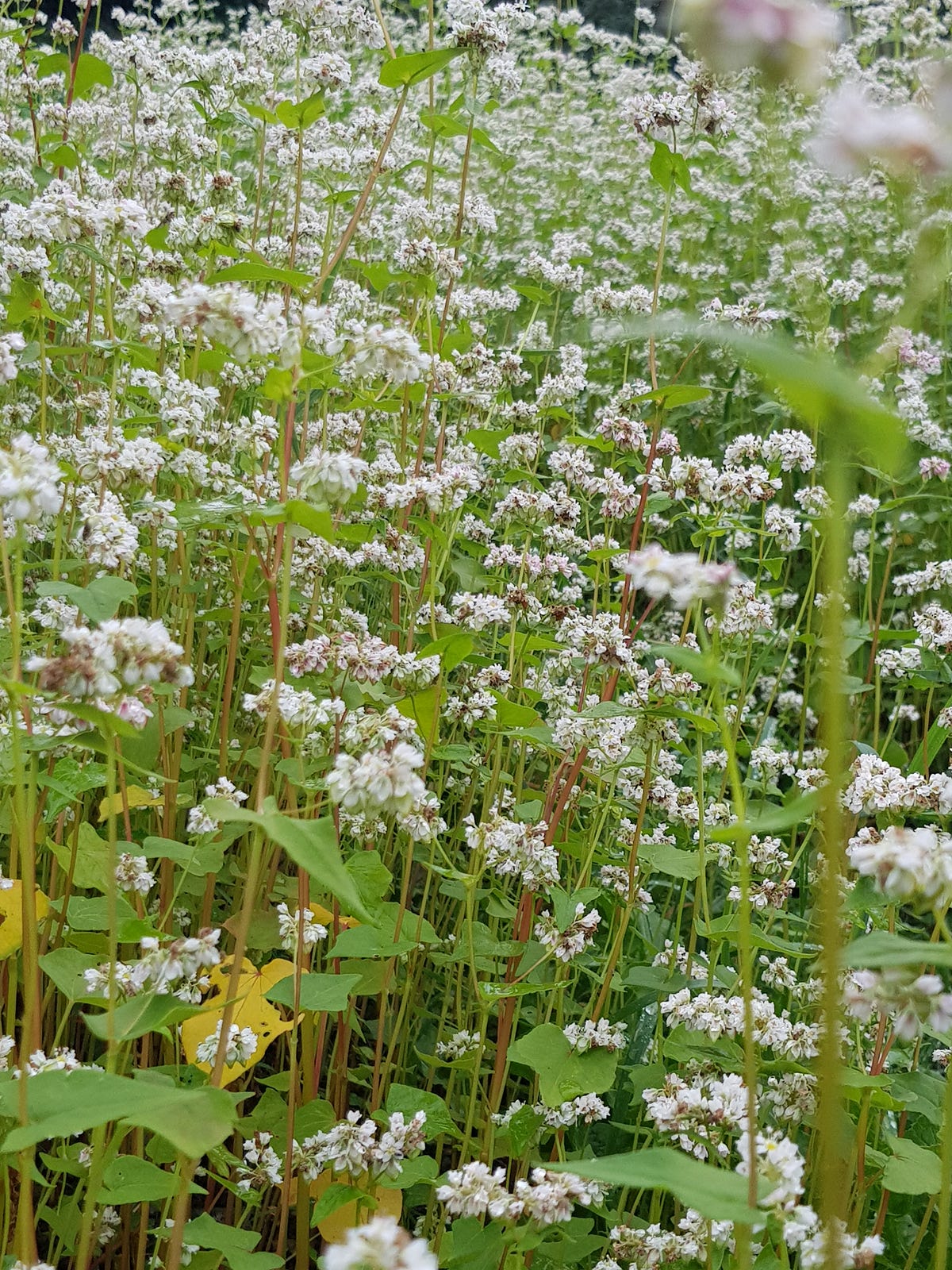 Buckwheat — A Friend in Need. Beds of flowering buckwheat are… | by ...
