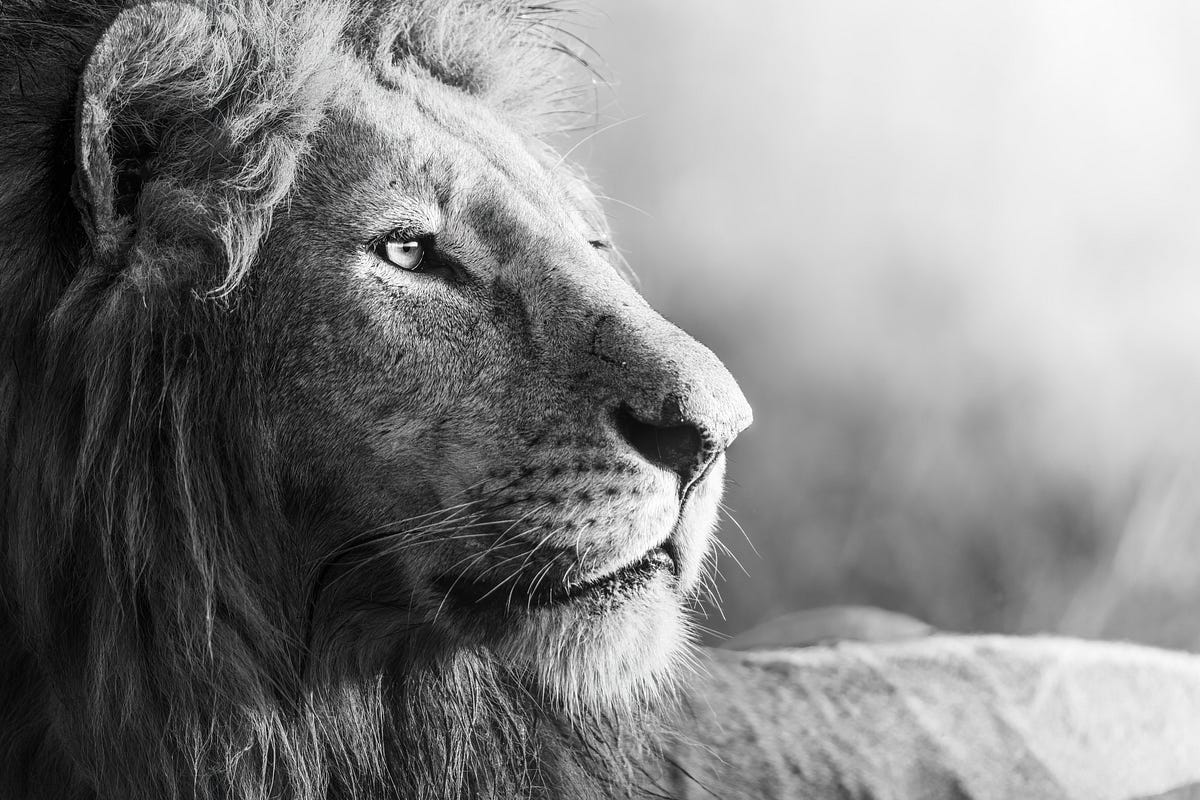 The Donkey, Tiger, and Lion: A Tale of Ignorance and Wisdom | by ...