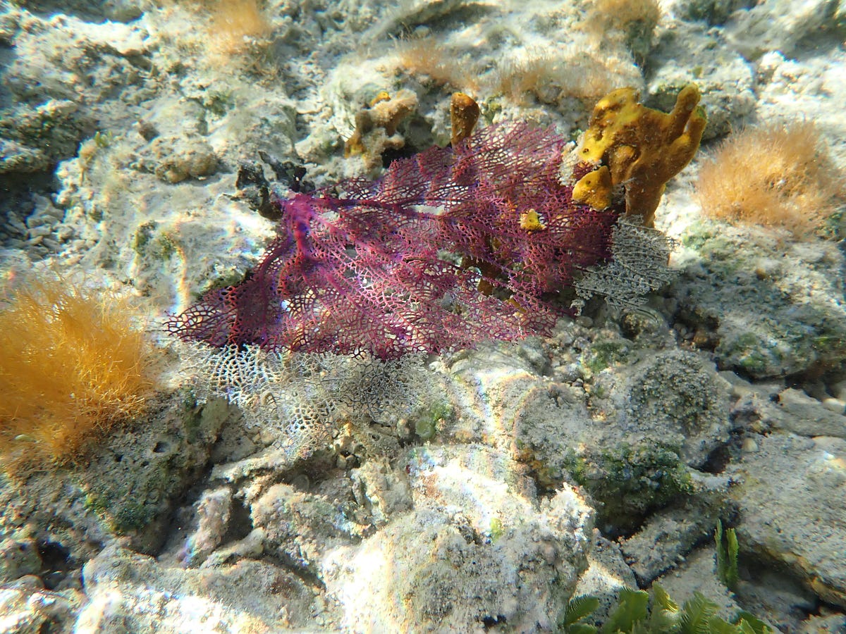 The Tragedy of Coral. Before coming to the Virgin Islands, I… | by ...
