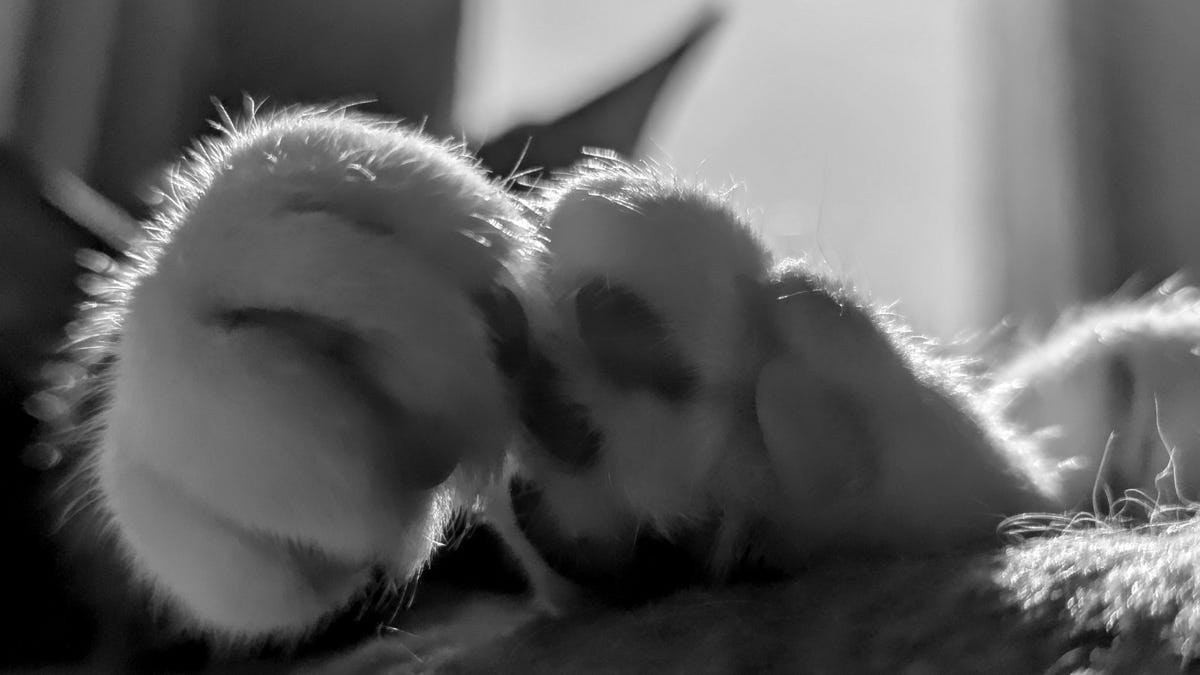 Why do cats stamp their feet on toys when playing? | by Christian ...